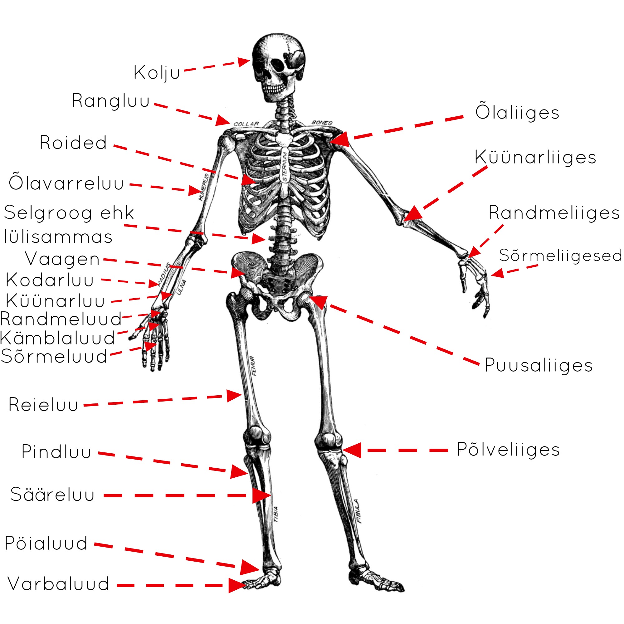 Elundkonnad - õppemäng inimesest